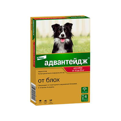 Как избавиться от блох в доме самостоятельно и быстро – 6 советов